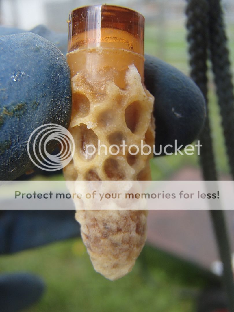 Selling Queen Cells - Questions | Beesource Beekeeping Forums